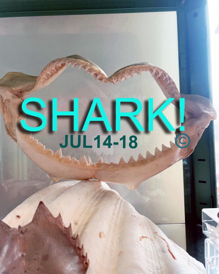 SHARK! – the NatureLab